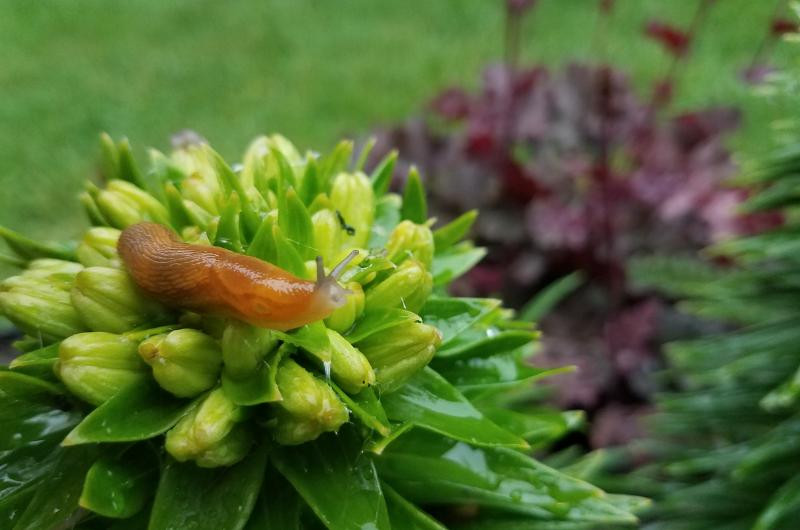 Slimáci na zahradě? Tyto tři bylinky je spolehlivě odeženou | Magazín ...