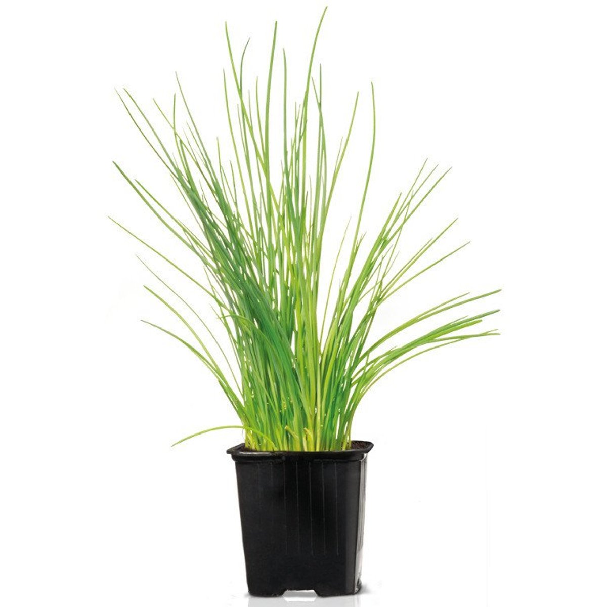 Rohlik.cz Petržel kudrnka v květináči v akci | AkcniCeny.cz