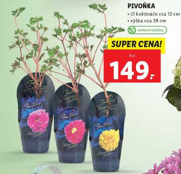 PIVOŇKA v akci | AkcniCeny.cz