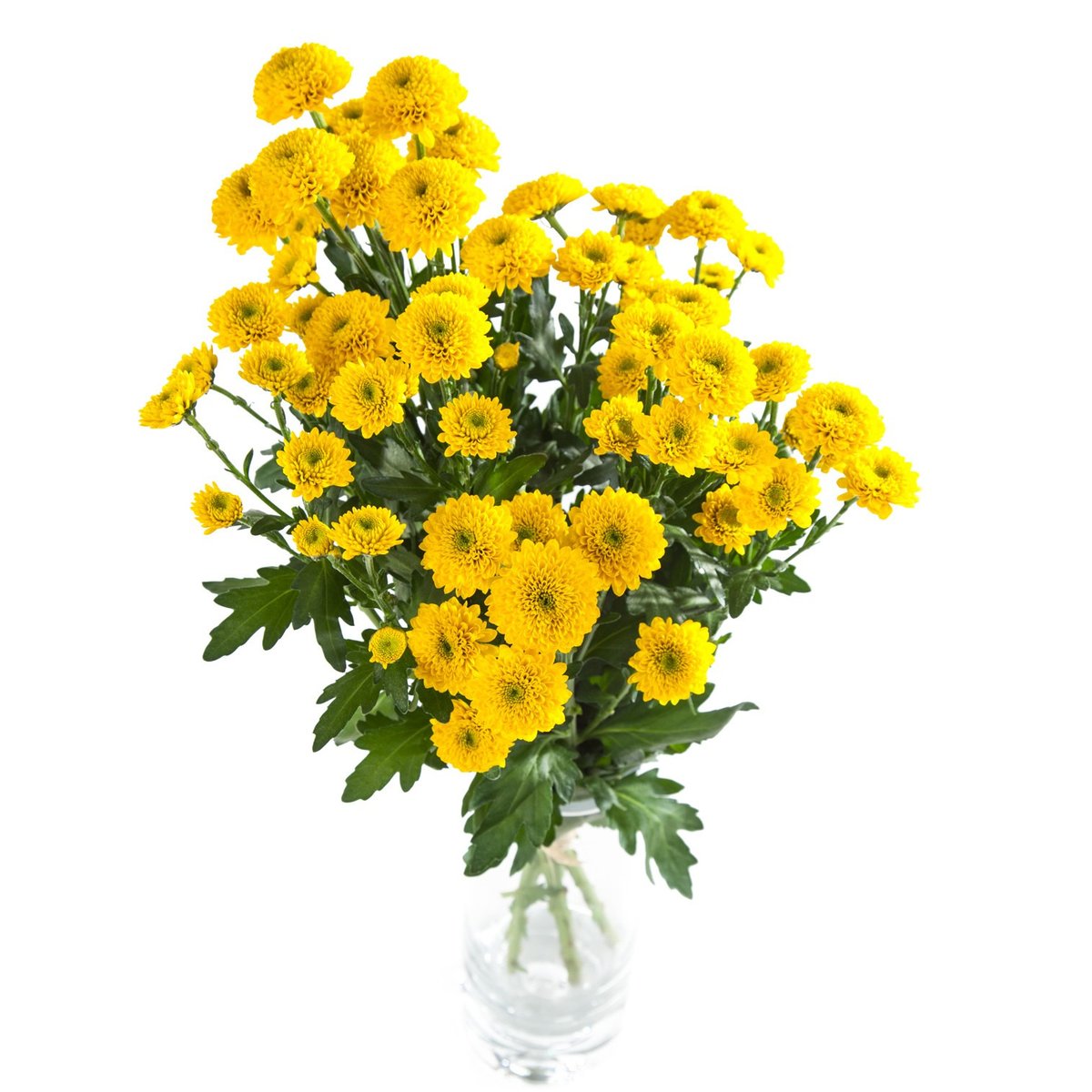 Chryzantémy, 5 ks v akci | AkcniCeny.cz