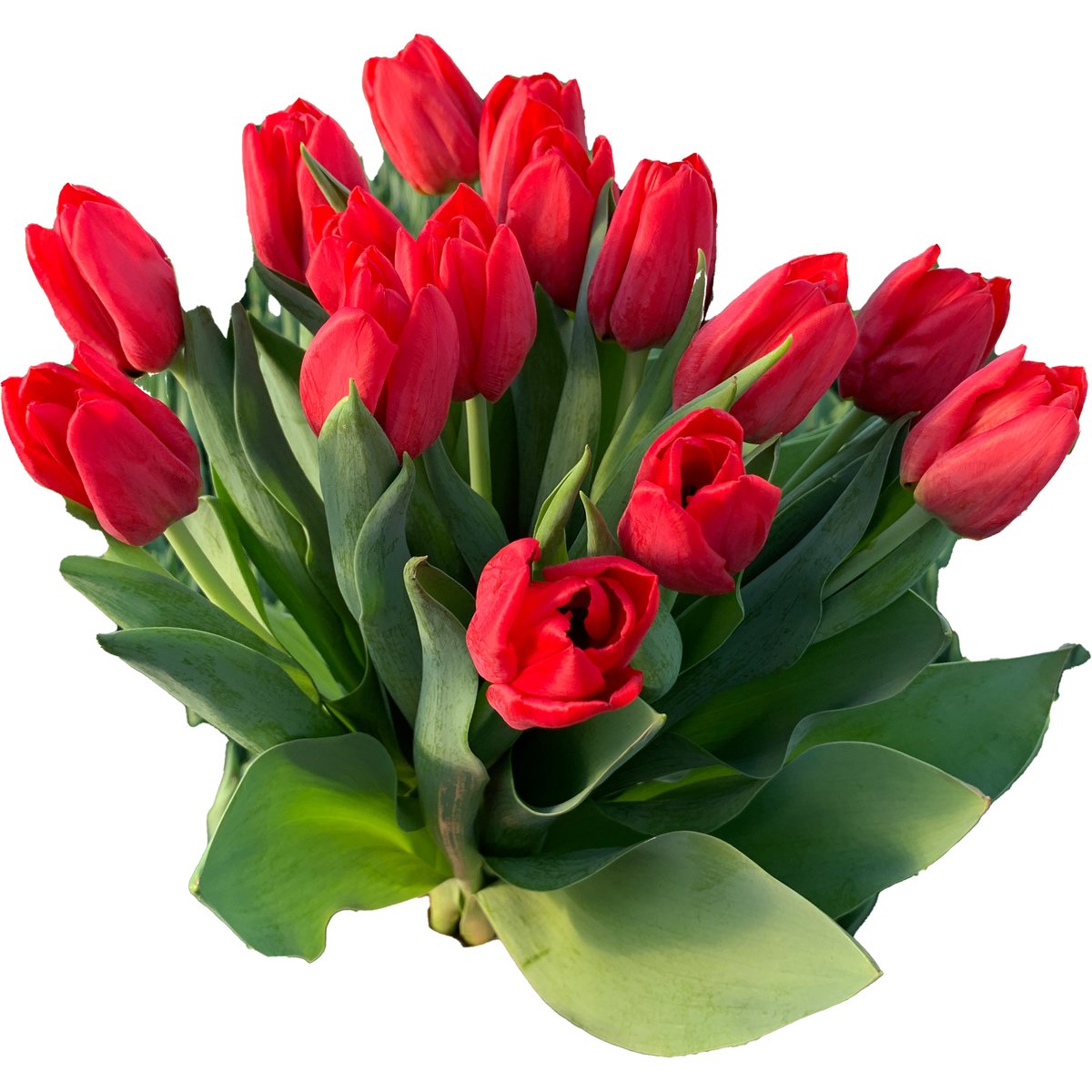 Tulipány červené v akci | AkcniCeny.cz